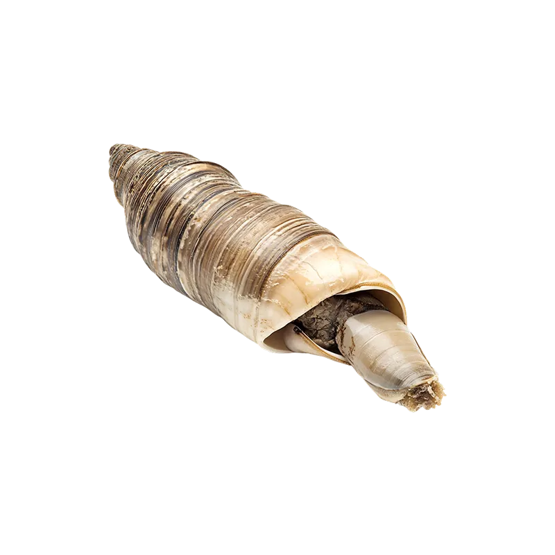 Geoduck — Nutrients, Health Benefits, And Shopping Tips